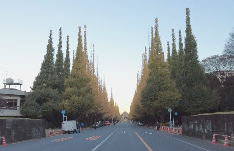 Ginkgo Tree Walk | Aoyama walking